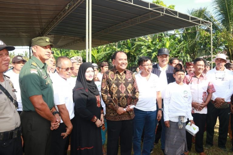 Demplot Benih Padi Super Genjah Trisakti Mulai Dikembangkan di Bangli ...