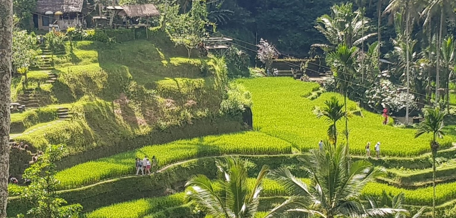 Abian Desa Rice Terrace Pakudui Suguhkan Keindahan Terasering Sawah ...