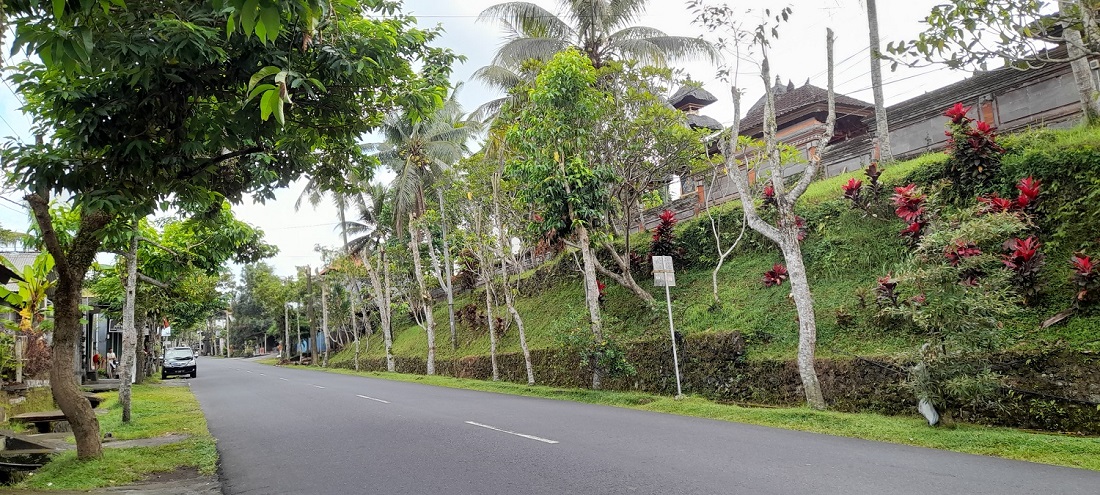 DLH Bangli Gencarkan Pemangkasan Pohon Perindang - Pos Merdeka